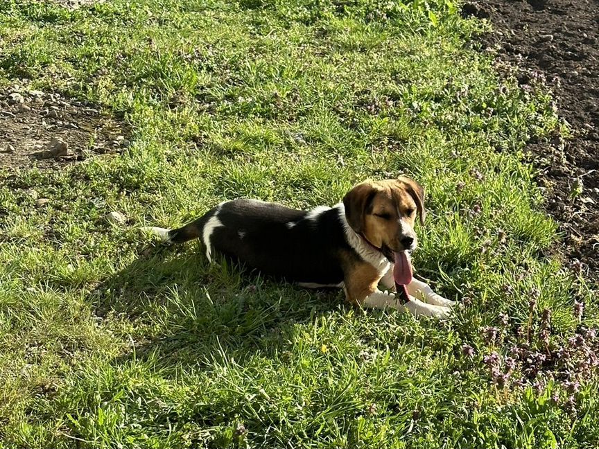 Эстонская гончая