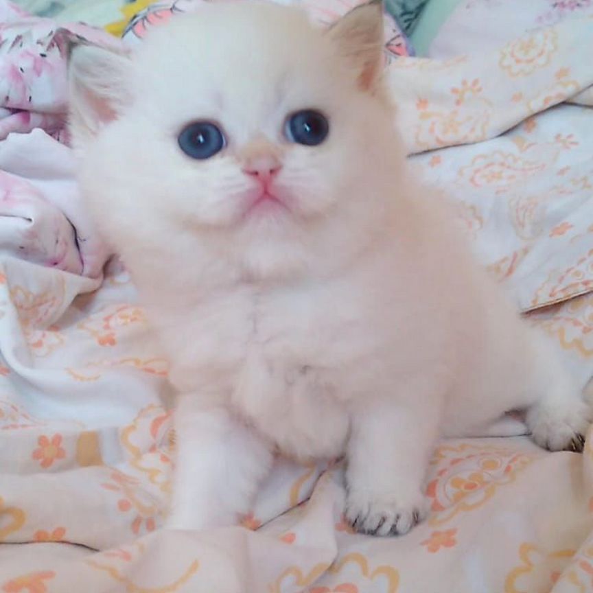 Шотландские котята