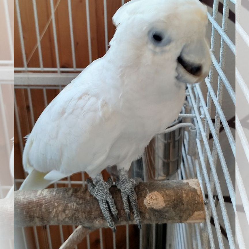 Попугай Какаду алба бело жёлтый