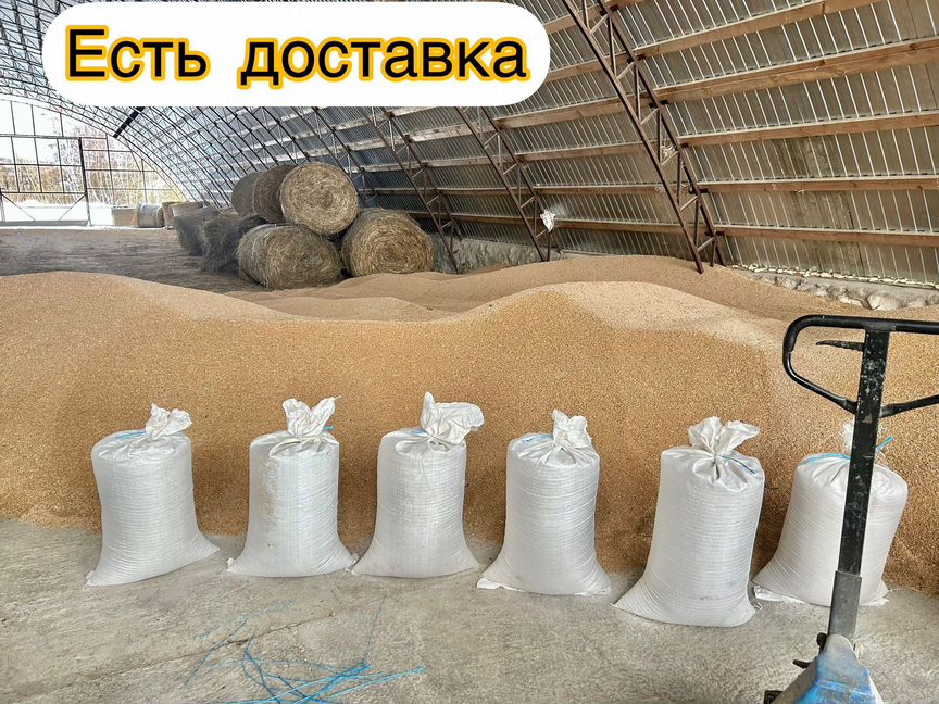 Пшеница Ячмень Кукуруза Овёс 2023
