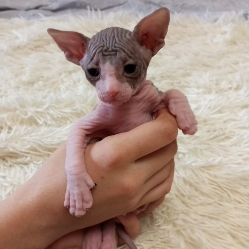 Донской сфинкс котята