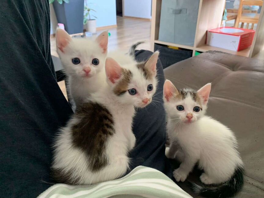 Котята в добрые руки бесплатно