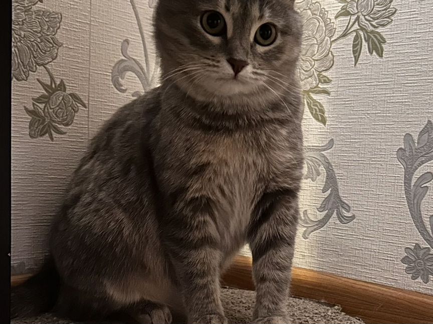 Кошечка Мила в дар