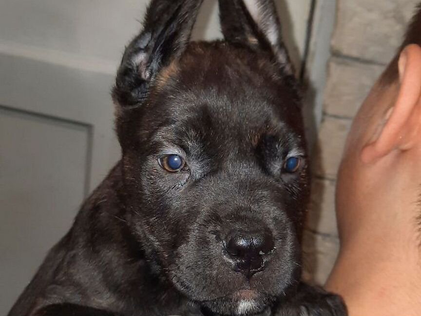 Итальянский кане корсо