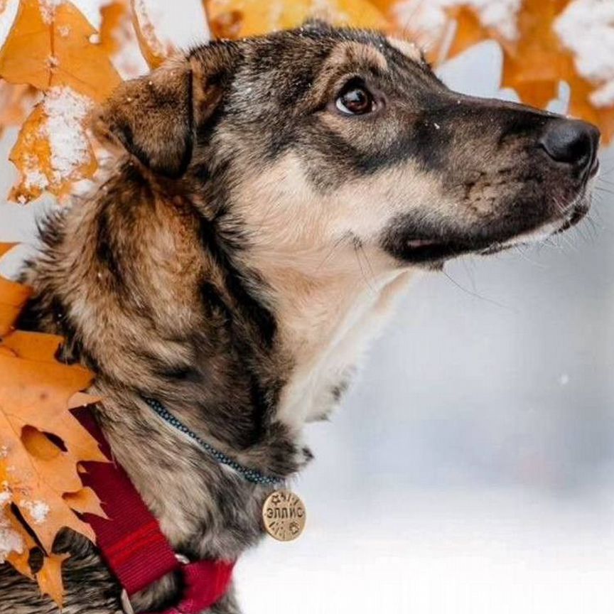 Взрослая собака в добрые руки