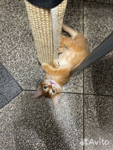 Абиссинский котёнок