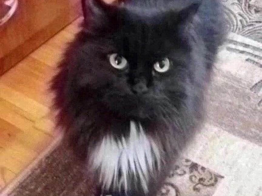 Кошка-сирота