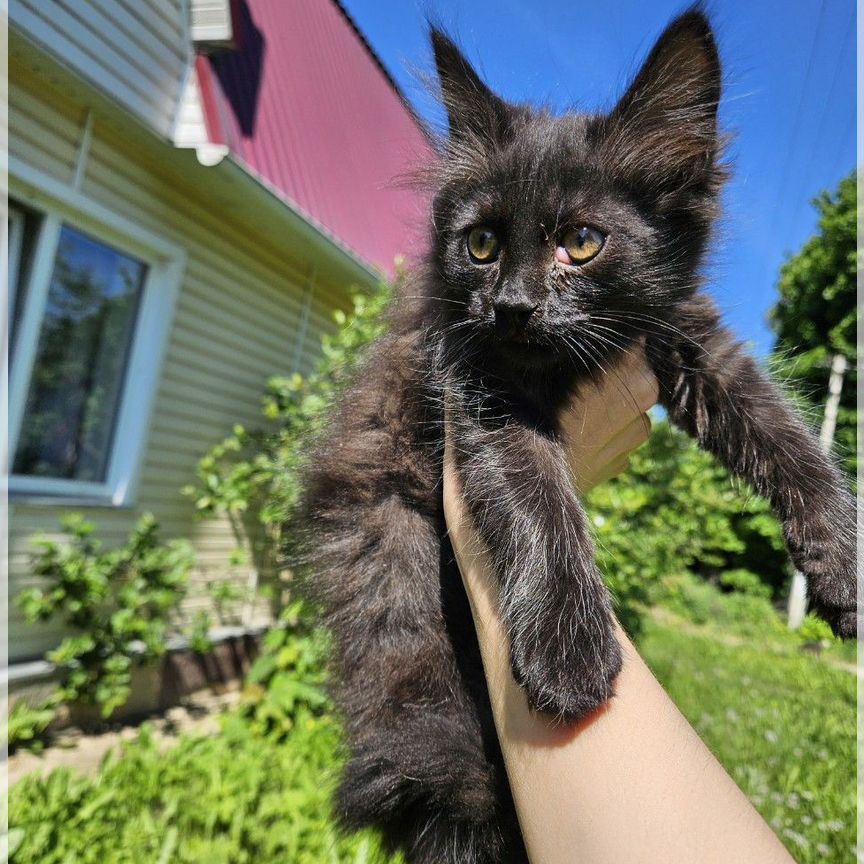Мейн-кун котёнок