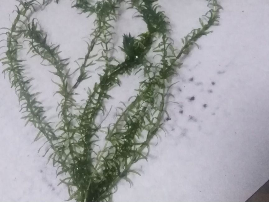 Водоросли элодея