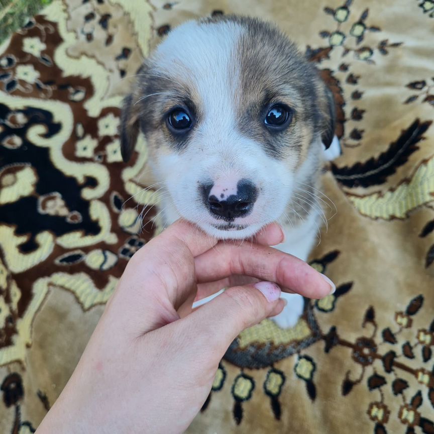 Озорной мальчик щенок ждет свою семью