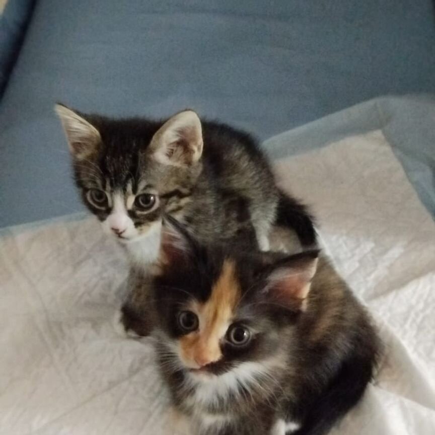 Котята бесплатно