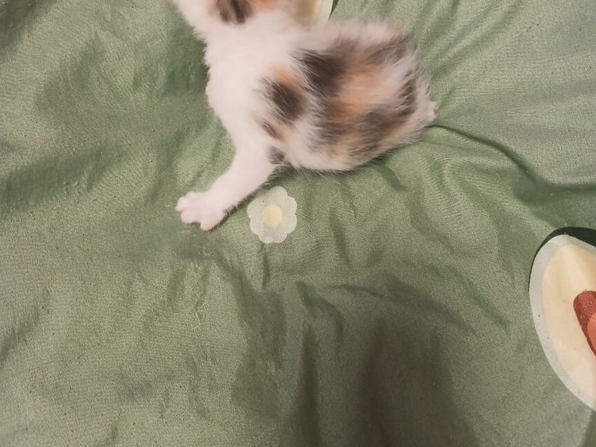 Котята