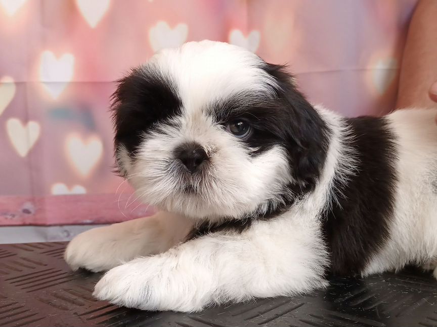 Щенки ши-тцу