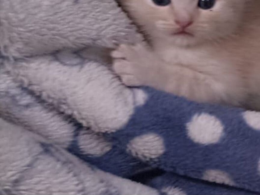 Британская котята в дар