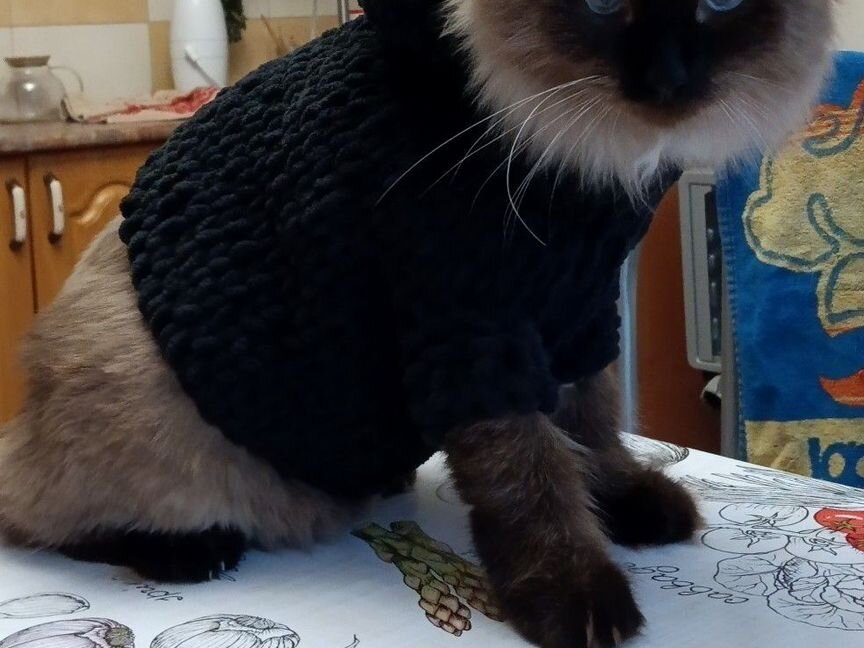 Свитер для кота