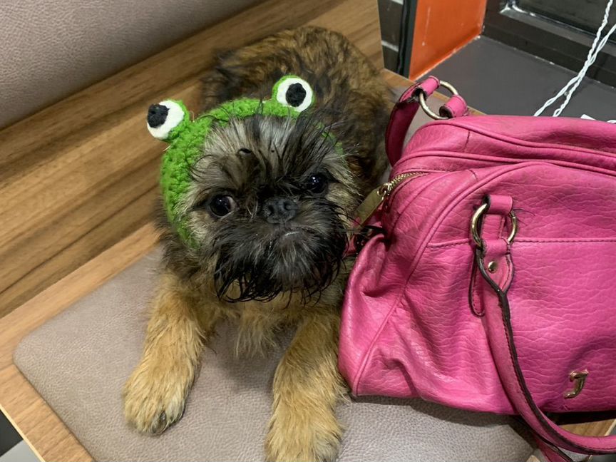 Львеночек гриффон ждет свою семью