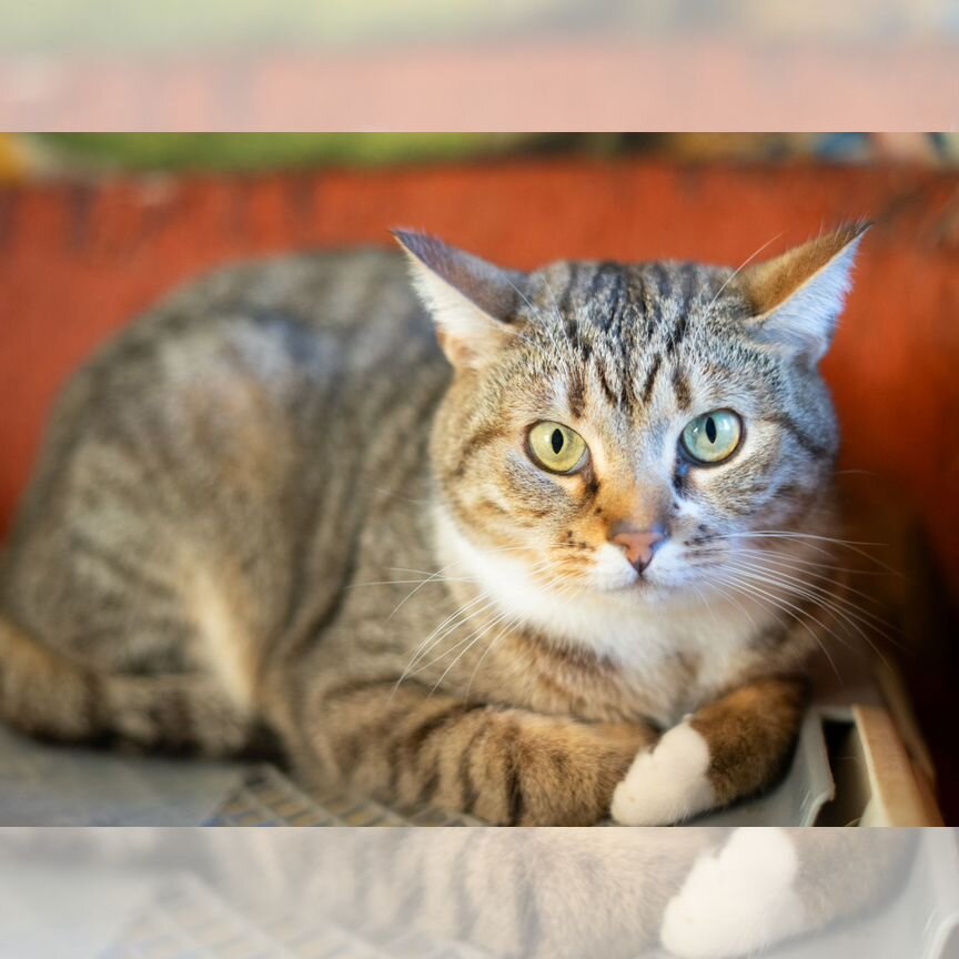 Котик Смурфик в добрые руки