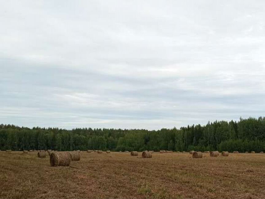 Сено клевера в рулонах