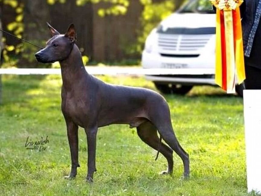 Ксолоитцкуинтли, стандартные (большие) мальчики