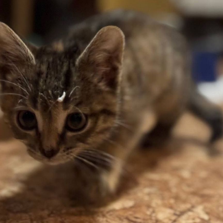 Котёнок в добрые руки