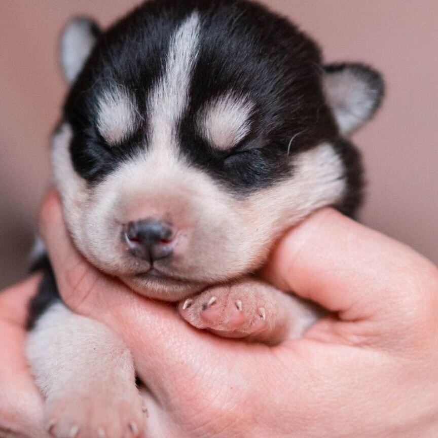 Сибирский хаски, щенок
