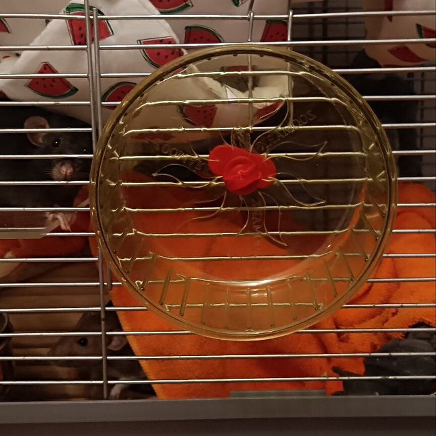 Колесо для хомяка