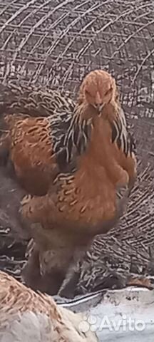 Куры и петухи брама