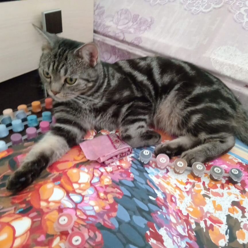 Котики бесплатно