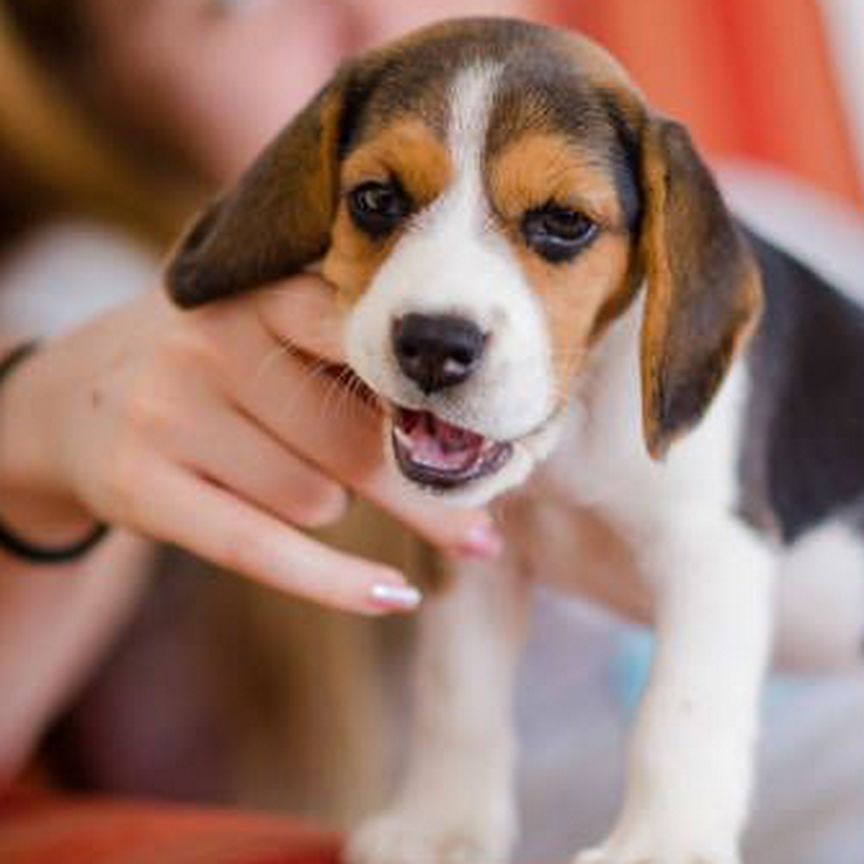 Бигль, щенок