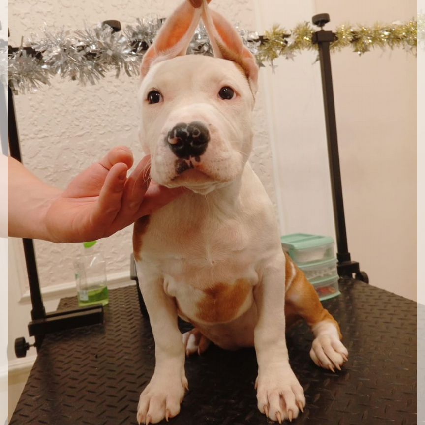 Американский Стаффорд щенок