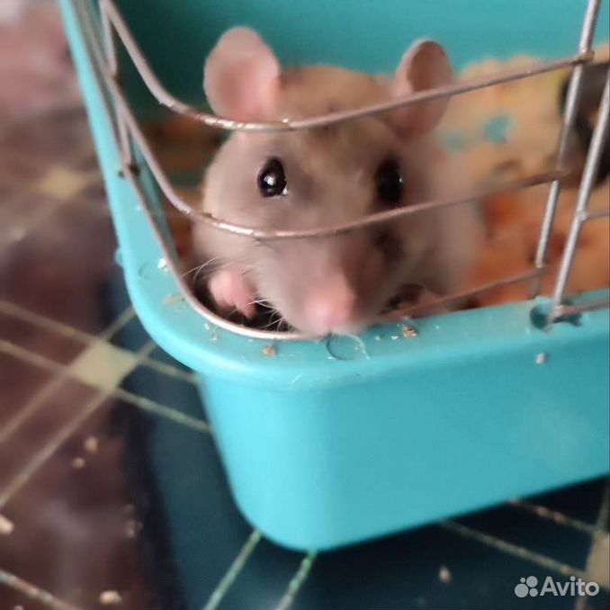 Крыса Роза отдам бесплатно в добрые руки