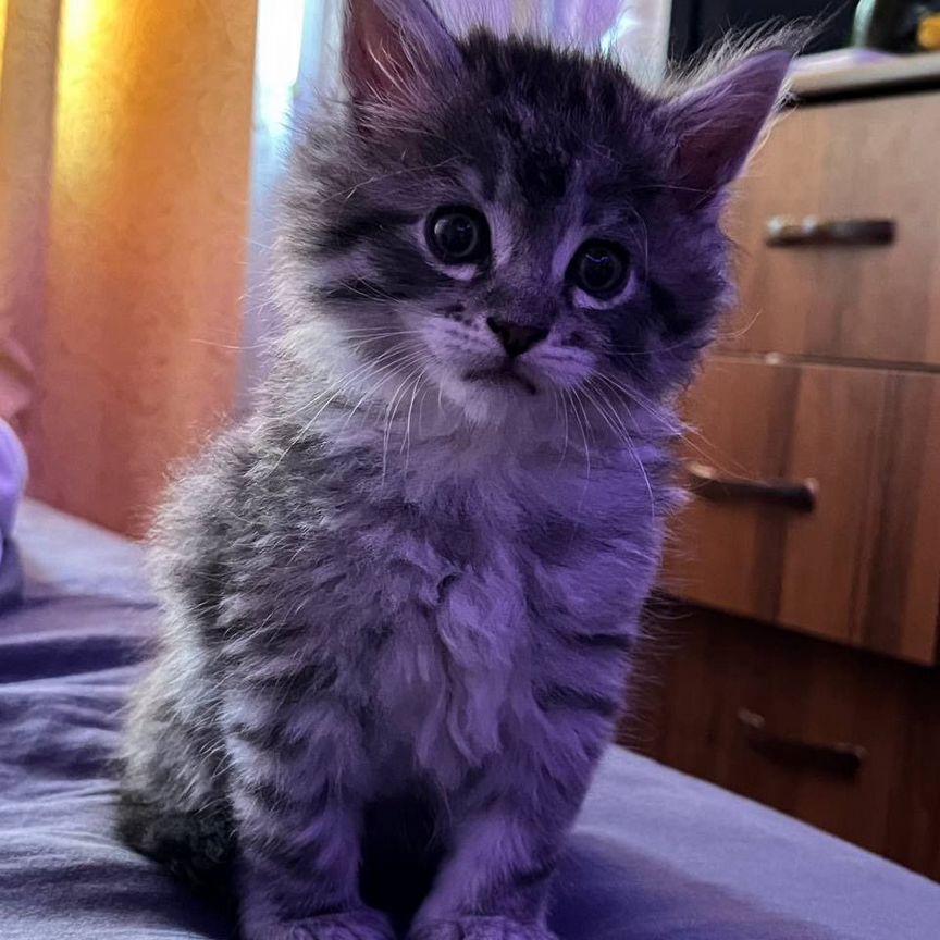 Котенок мейн-кун