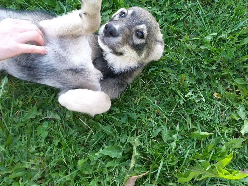 Щенок в добрые руки