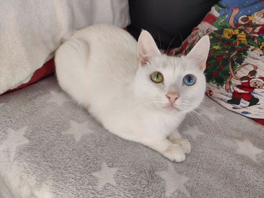 Кот Кхао- мани Белый Кот