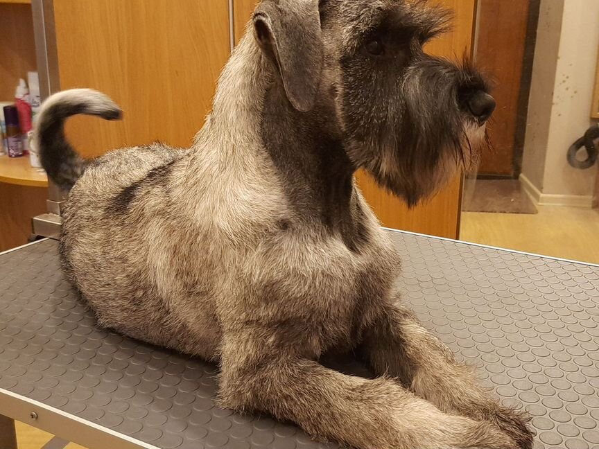 Щенки миттельшнауцера