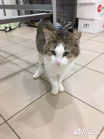 Котейка в добрые руки