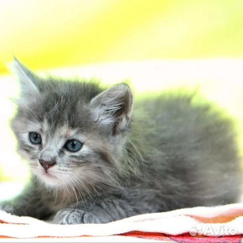 Котенок маленький отдам бесплатно