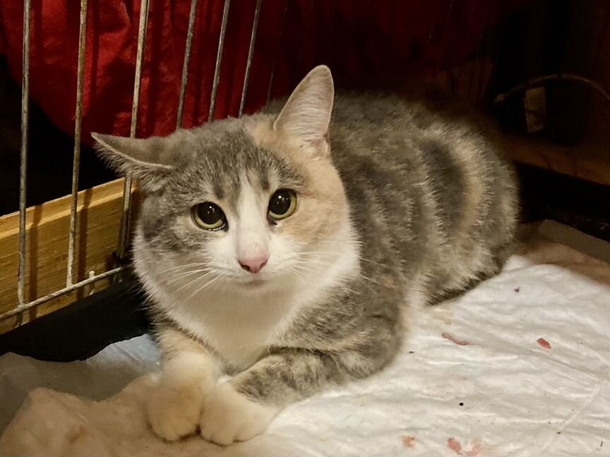 Кошка редкого окраса