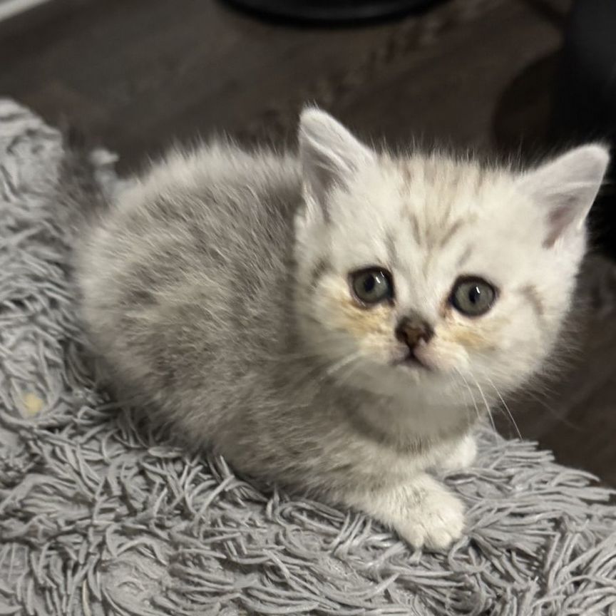 Британский короткошёрстный котёнок