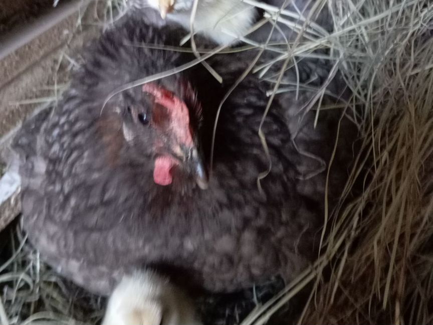 Квочка с цыплятами