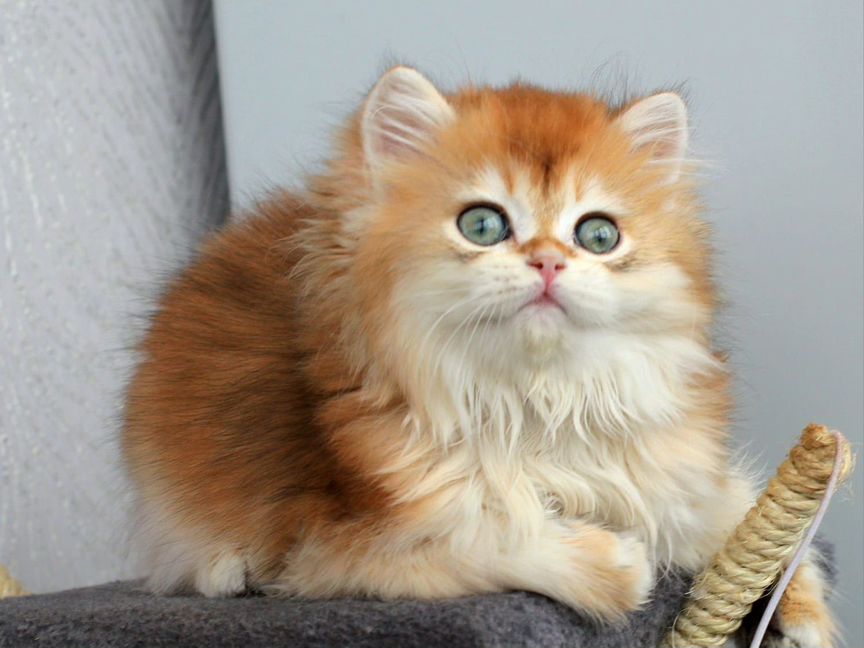 Золотой британский мальчик