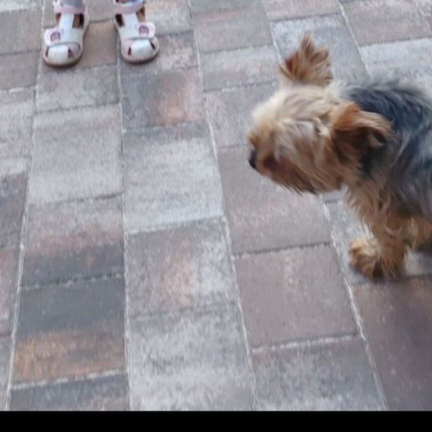 Йоркширский терьер