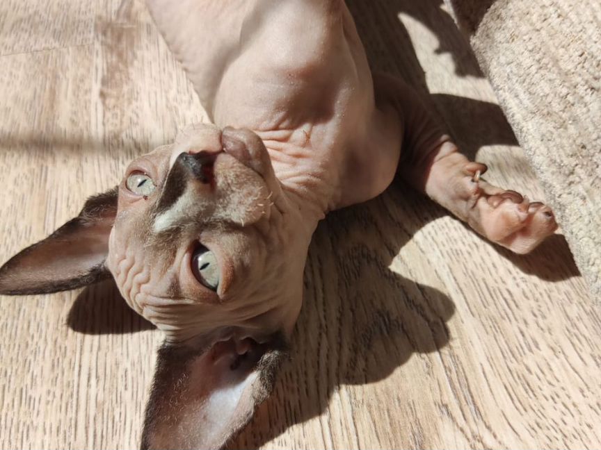 Канадский сфинкс эльф котенок