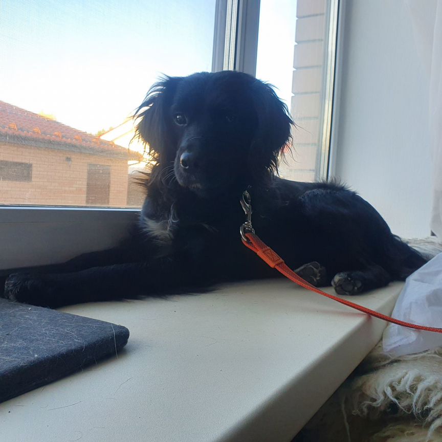 Собака мальчик ласковый