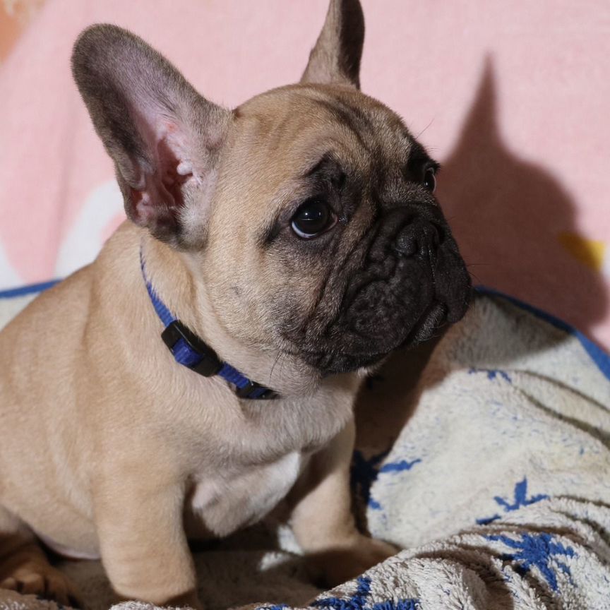 Французики