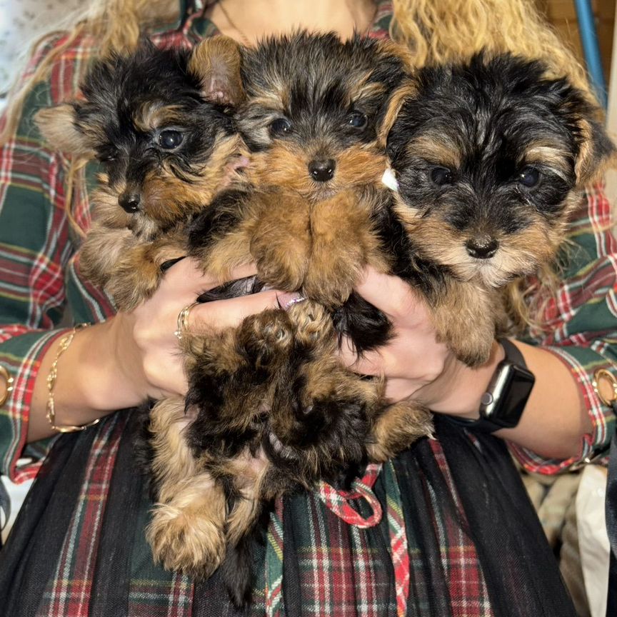 Йоркширский терьер мини