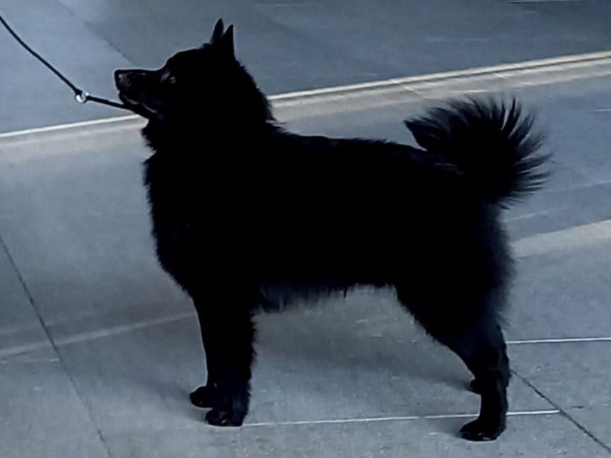 Схипперке, кобель открыт для вязок