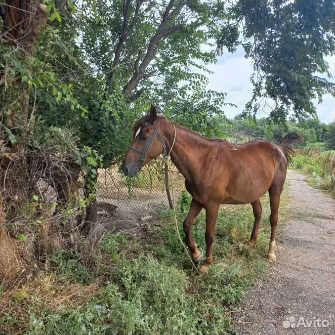 Лошадь кабыла