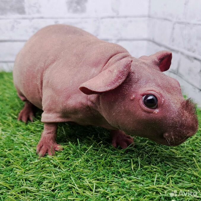 Скинни свинка мальчик