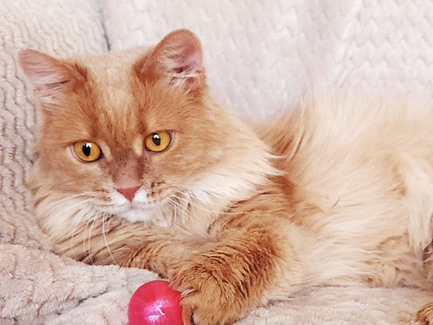 Марселина, кошка, 2 года